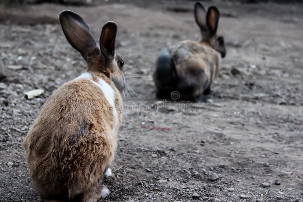 Two Rabbit stock image. Image of rabit, balckgray, ground - 111248603