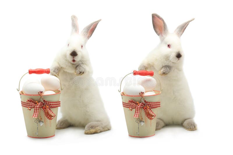 Two rabbit stock photo. Image of little, curiosity, adorable - 50373778