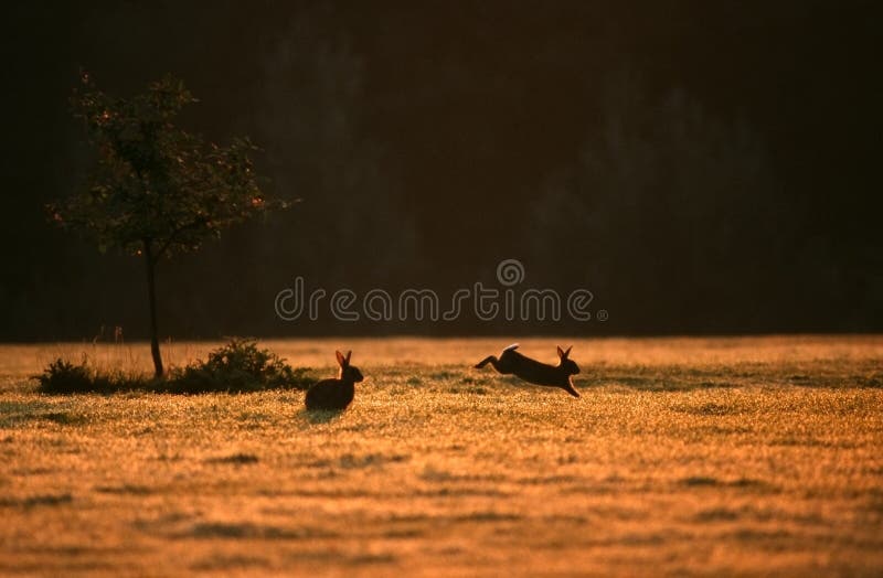 Two rabbits stock photo. Image of season, pair, field - 13141662