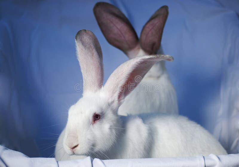 Two rabbits 2 stock image. Image of pair, animal, white - 5788561