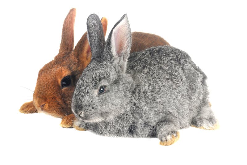 Rabbits rabbit breeding stock image. Image of bunny, feeding - 14454693