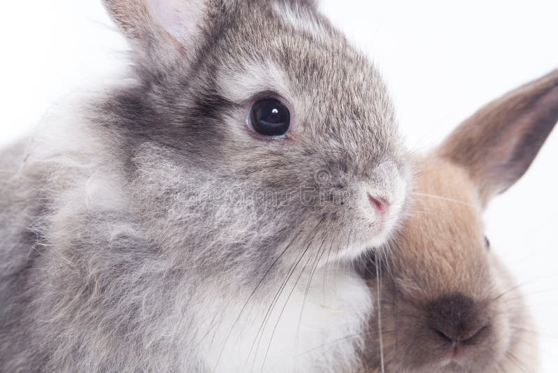 Two rabbits stock photo. Image of rabbits, bunny, rabbit - 26454756