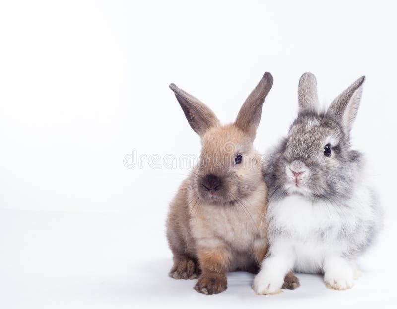 Two rabbits stock photo. Image of brown, mammal, love - 26455524 Two rabbits stock photo. Image of brown, mammal, love - 26455524