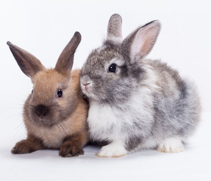 Rabbits stock photo. Image of sitting, studio, rabbit - 43579306