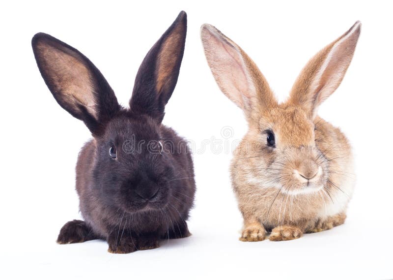 Two rabbits stock image. Image of bunny, funny, couple - 5447047