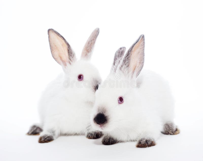 Two rabbits stock image. Image of furry, bunnies, full - 17953223 Two rabbits stock image. Image of furry, bunnies, full - 17953223