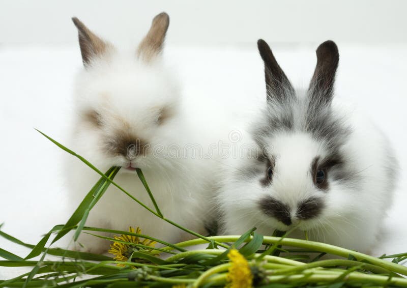 Two rabbits stock image. Image of bunny, funny, couple - 5447047