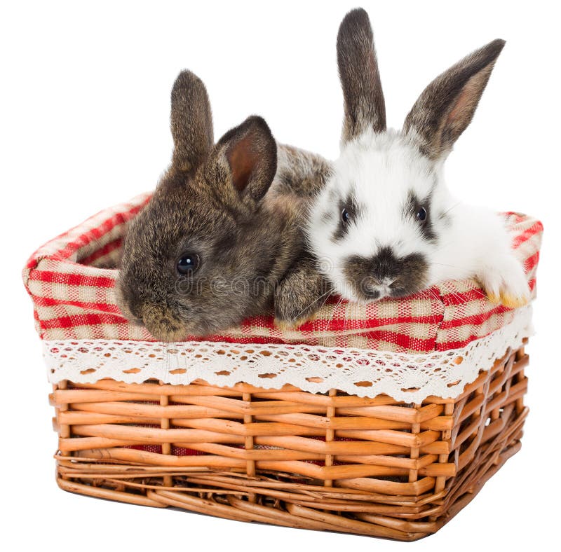 Two rabbits in basket stock image. Image of curiosity - 81023267