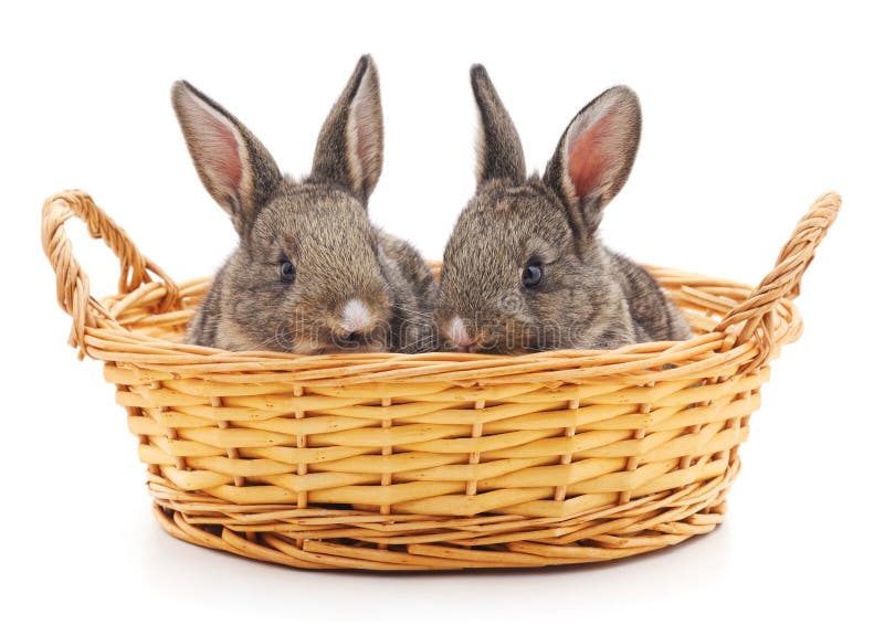 Two rabbits in a basket. stock image. Image of yellow - 114570285