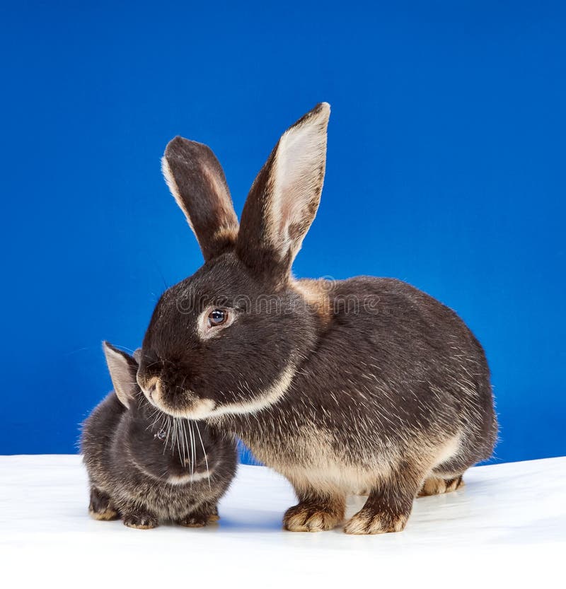 Two rabbits big and small stock photo. Image of large - 242426598