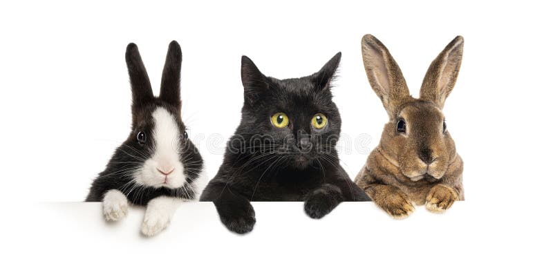 1,180 Black Cat White Rabbit Stock Photos - Free & Royalty-Free Stock ...