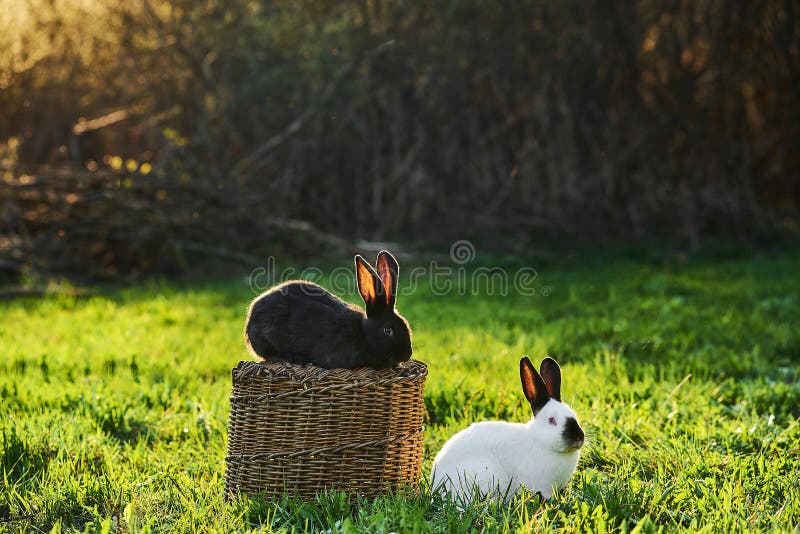 Two Rabbits Black and White Sits on a Meadow Stock Image - Image of ...