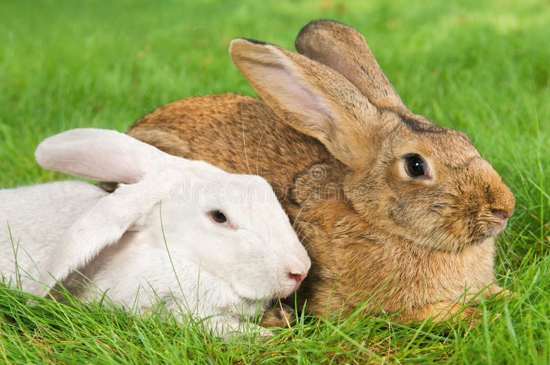 Two rabbits bunny on grass stock photo. Image of beauty - 15533658