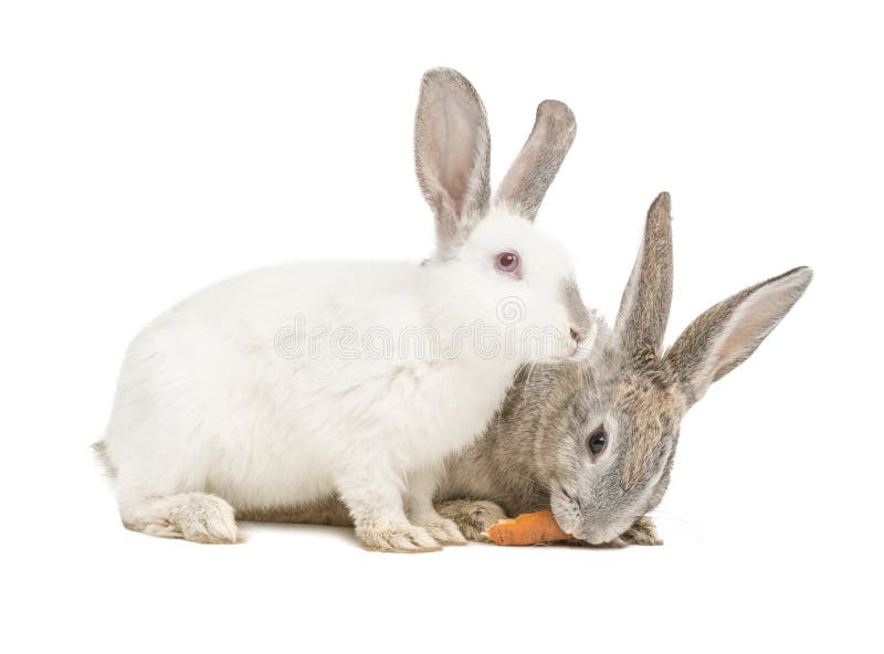 Two Rabbits Eating a Carrot Stock Photo - Image of mammal, rodent: 48009122