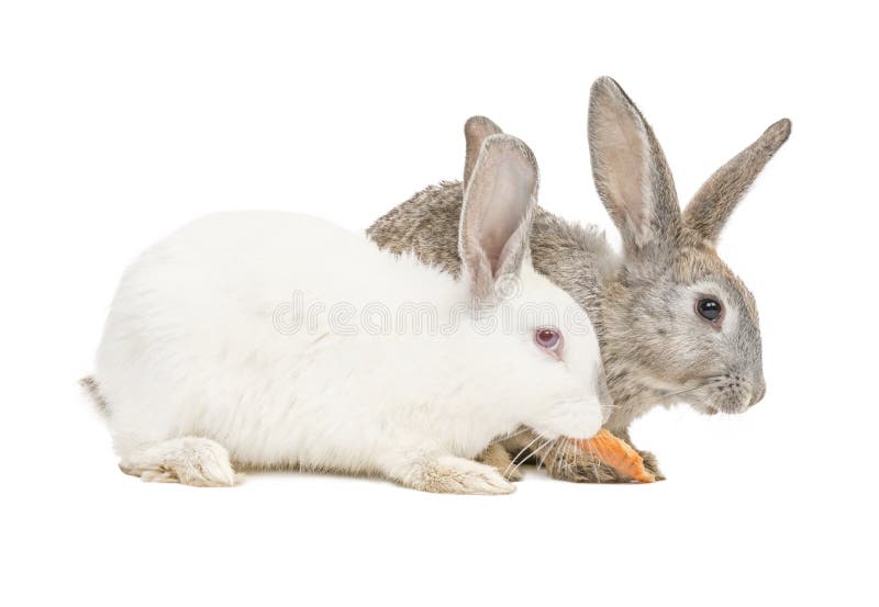 Two Rabbits Eating a Carrot Stock Image - Image of cuddly, couple: 48009137