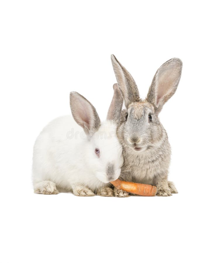 Two Rabbits Eating a Carrot Stock Image - Image of cuddly, couple: 48009137