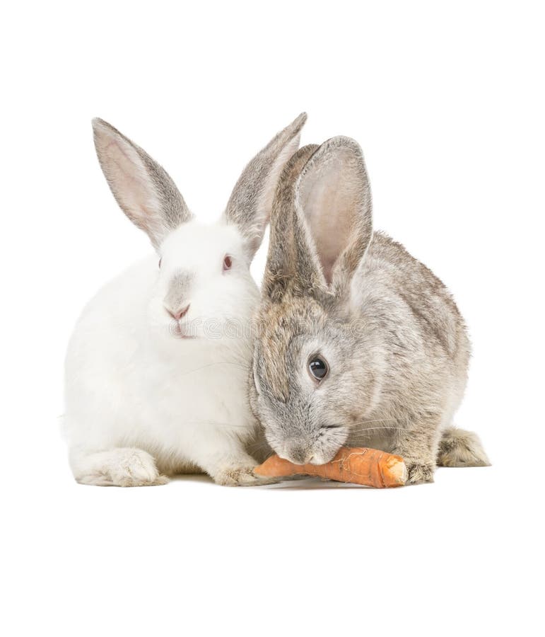 Rabbits eating carrot stock photo. Image of mammal, background - 39254184