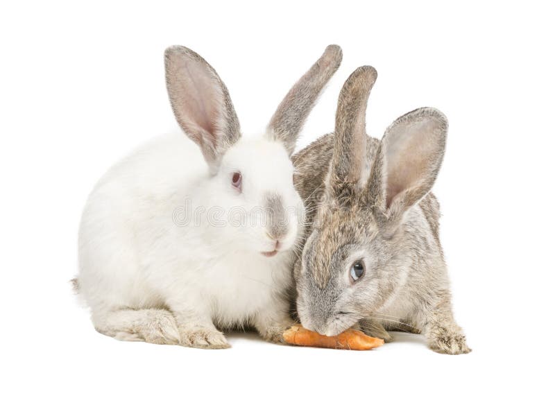 Two Rabbits Eating a Carrot Stock Image - Image of grey, studio: 48009143
