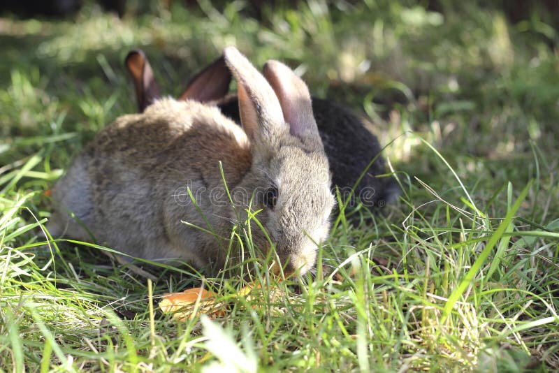 Two rabbits stock photo. Image of grass, field, mammals - 44153176