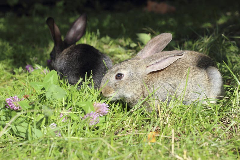 Two rabbits stock photo. Image of farm, domestic, food - 44152880