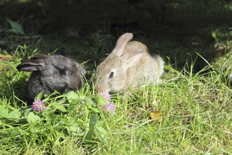 Two rabbits stock photo. Image of farm, close, eggs, scene - 44152882