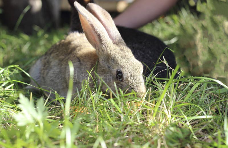 Two rabbits stock photo. Image of grass, spotted, mammals - 44153114
