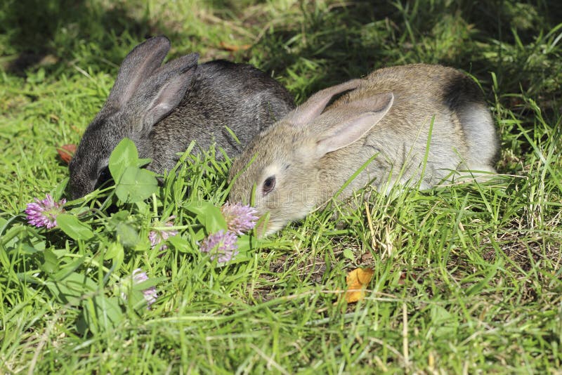 Two rabbits stock image. Image of brown, concepts, cute - 44153129