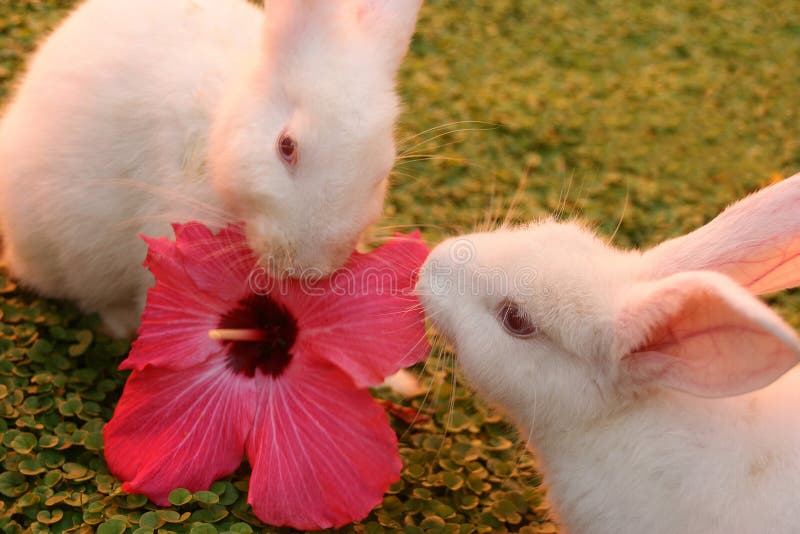 Two Rabbits Eating a Hibiscus Flower. Stock Image - Image of pretty ...