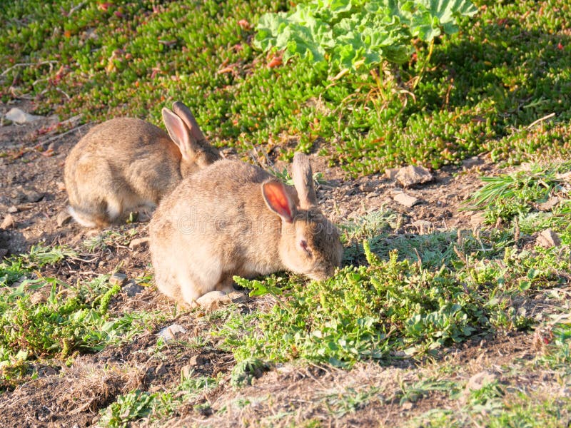 Two Rabbits Eating the Sparse Coastal Vegetation at Lizard Point in ...