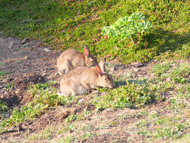 Two Rabbits Eating the Sparse Coastal Vegetation at Lizard Point in ...