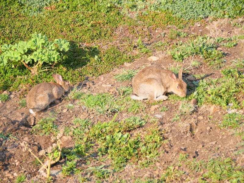 Two Rabbits Eating the Sparse Coastal Vegetation at Lizard Point in ...