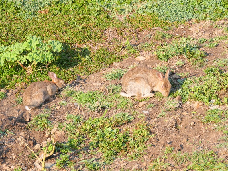 Two Rabbits Eating the Sparse Coastal Vegetation at Lizard Point in ...