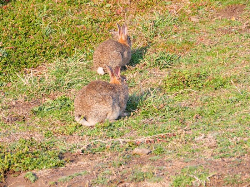 Two Rabbits Eating the Sparse Coastal Vegetation at Lizard Point Stock ...