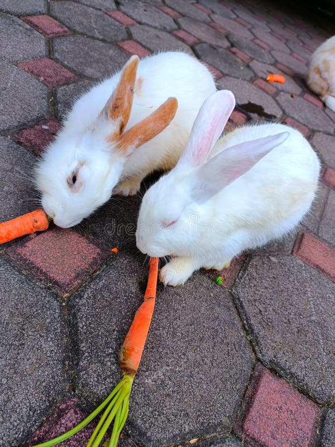 Two Rabbits are Eating Yummy Carrot Stock Photo - Image of carrot ...