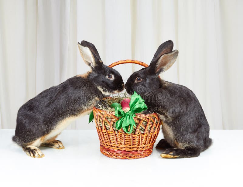 Two Rabbits Forepaws are Based on a Basket with Easter Eggs Stock Photo ...