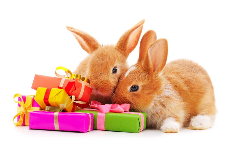 Two rabbits with gifts stock image. Image of favorite - 177887381