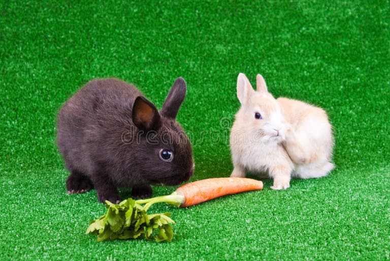 Two rabbits on grass stock photo. Image of friends, bunnie - 13499286