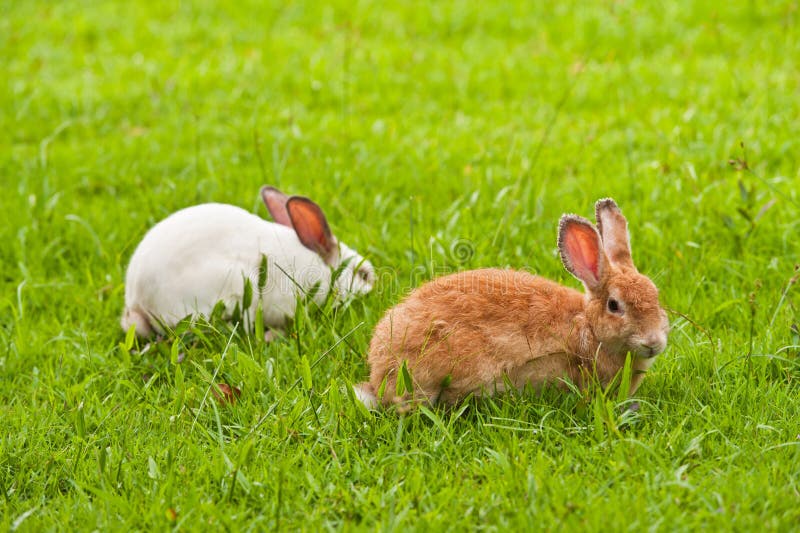 Wild rabbits and flowers stock image. Image of white - 67261127
