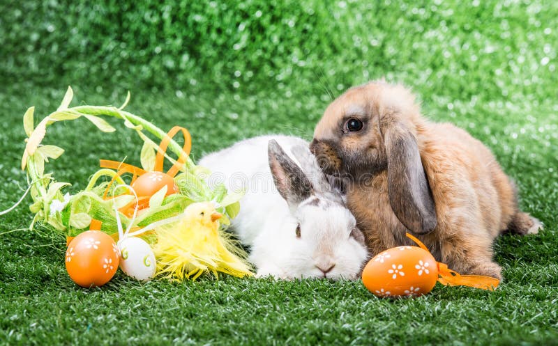 Two rabbits on grass stock image. Image of celebration - 48046927