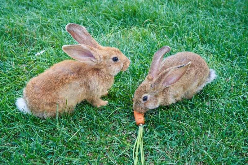 Two Rabbits on the Grass, Two Little Rabbits Eating Carrots on the ...