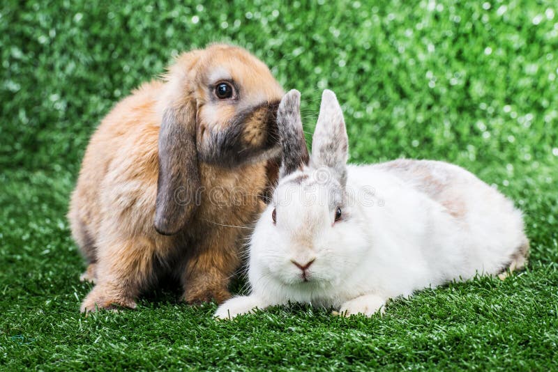Two rabbits on grass stock image. Image of grass, small - 47868599