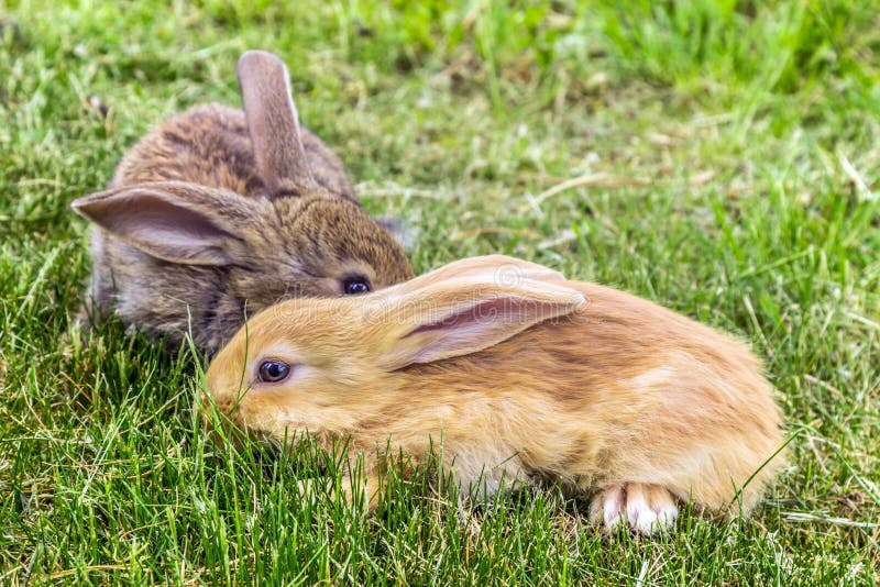 Two rabbits on green grass stock photo. Image of brown - 122328184