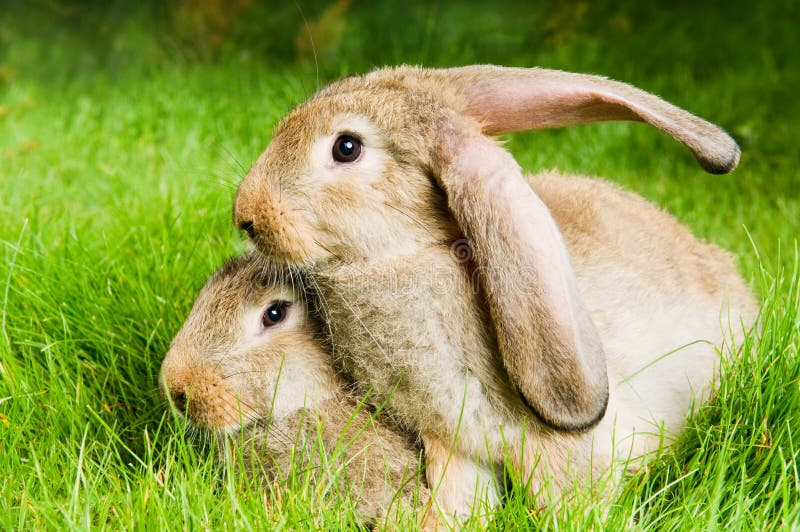 Two rabbits on green grass stock photo. Image of animal - 15835926