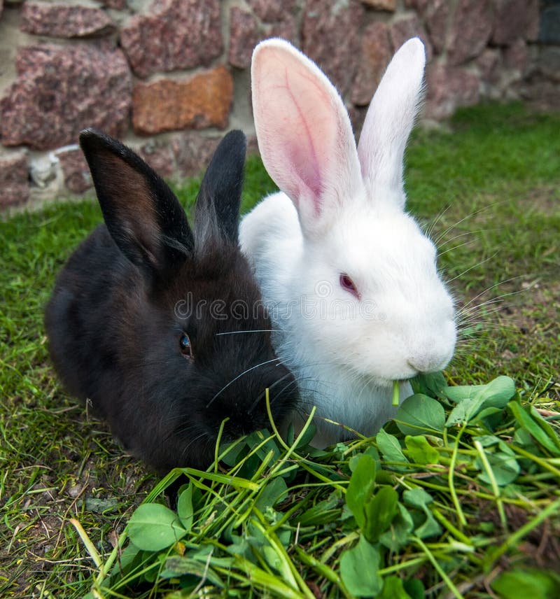 Two rabbits stock photo. Image of bunny, brown, farm - 54326246