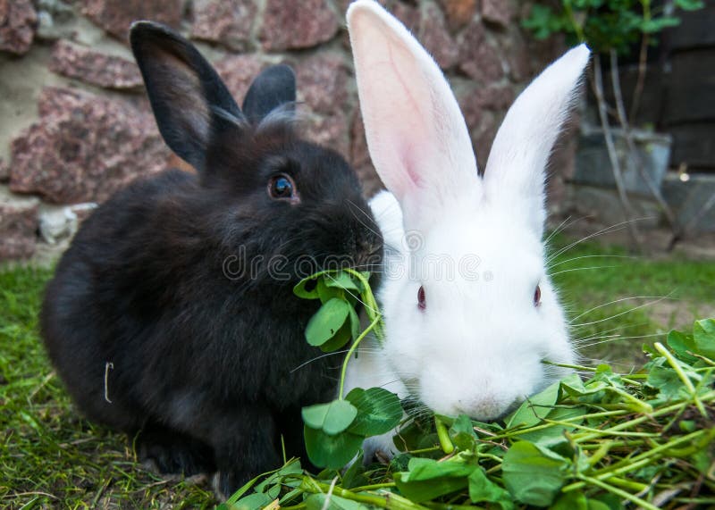 Two rabbits stock photo. Image of green, grey, domestic - 54326284