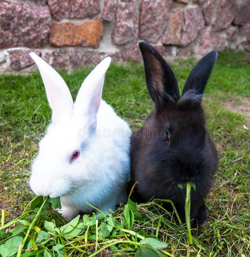 Two rabbits stock image. Image of looking, cute, grey - 54326285
