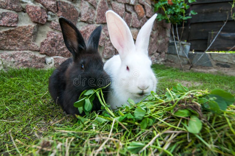 Two rabbits stock image. Image of grass, easter, long - 54326317