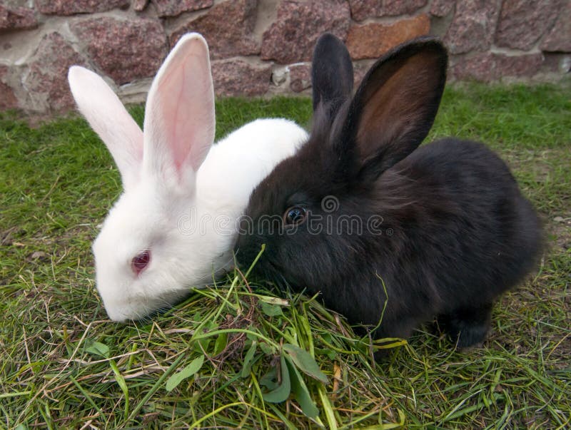 Two rabbits stock image. Image of field, looking, green - 54326321