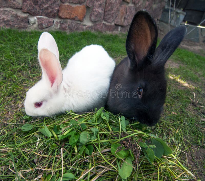 Two Rabbits on Green Grass. Stock Image - Image of rabbits, cladding ...