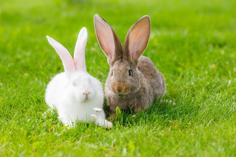 Two rabbits in green grass stock photo. Image of garden - 41111770